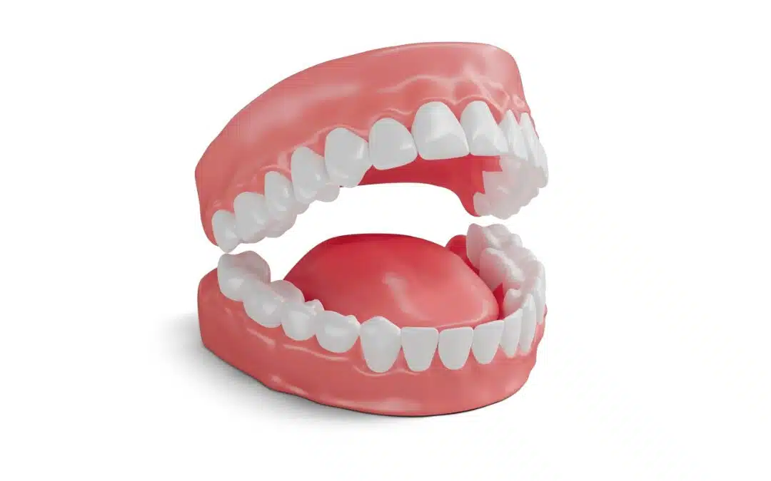 Dentes quantos temos? Tudo sobre a dentição humana