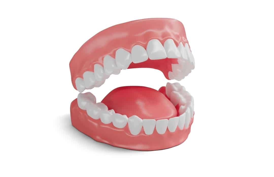 Dentes quantos temos? Tudo sobre a dentição humana